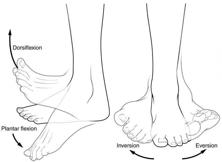 10 Incredible Tibialis Raise Benefits