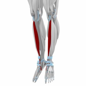 Improve Strength with Tibialis Raise Exercise | A1 Athlete